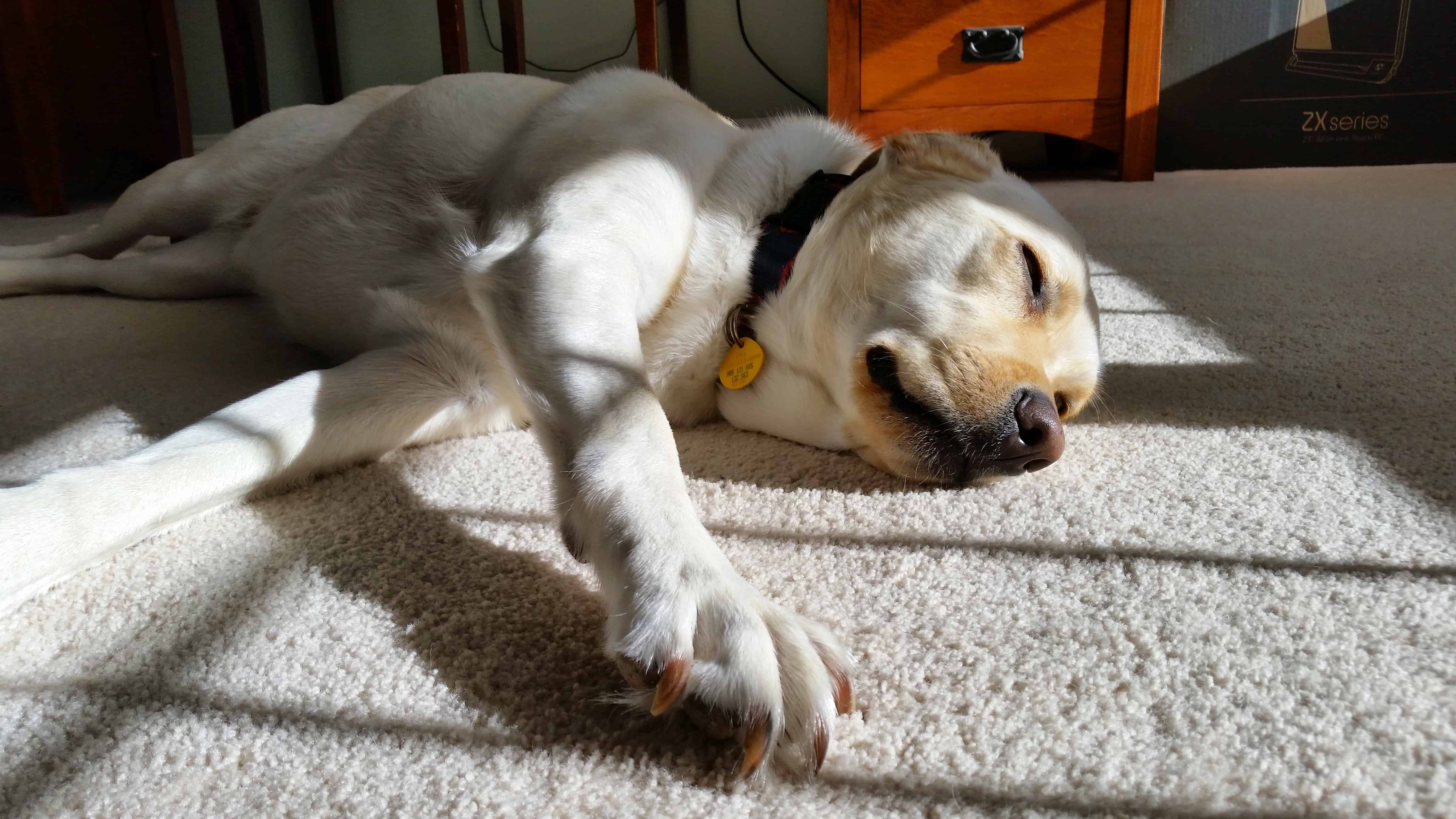 9 Tips for Moving with Dogs | Metropolis Moving